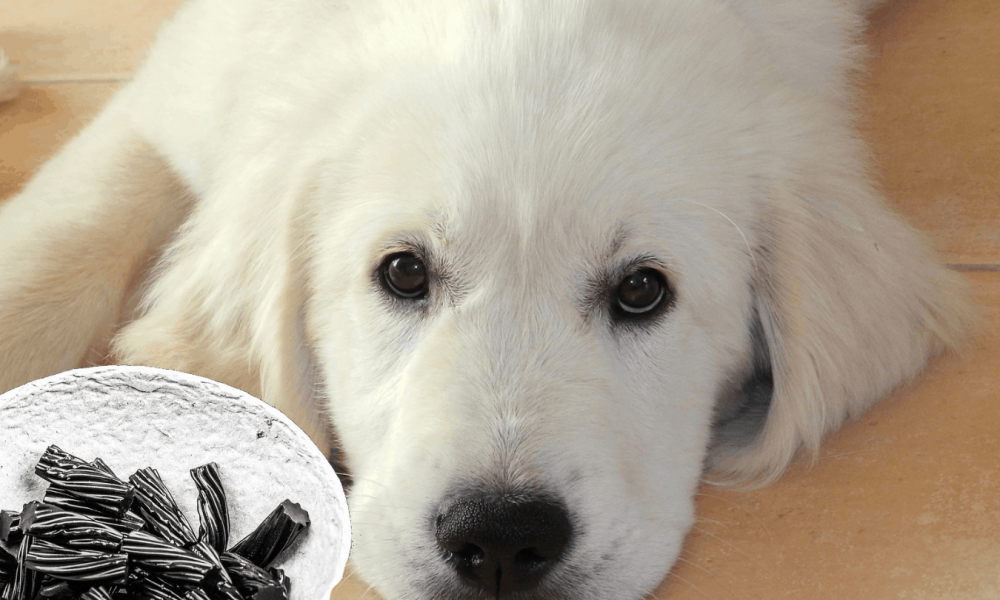 Can Dogs Eat Licorice, Is it Safe - 2024 Pet Guide