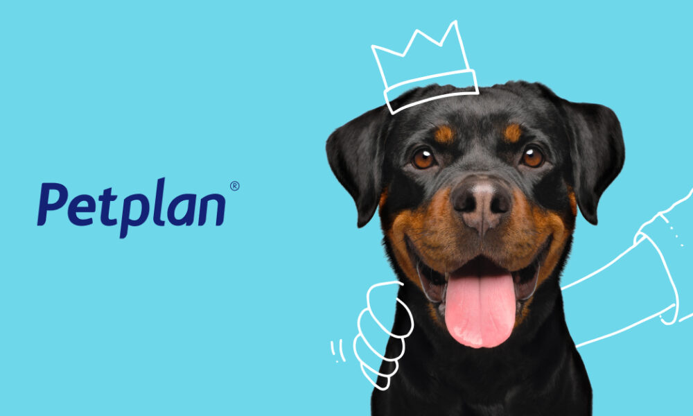 Things to Know Before You Get a Pet Plan!