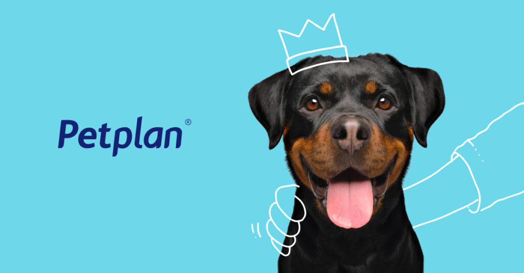 Things to Know Before You Get a Pet Plan!
