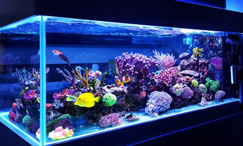 Top 10 Corals for Your First Reef Tank
