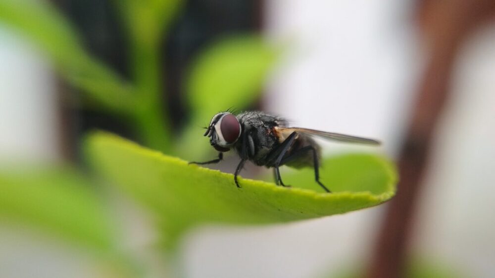 What is the Most Annoying Pest in the World?