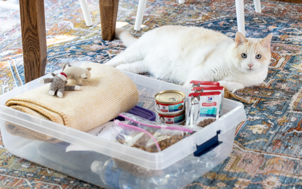 10 Tips for How to Make a Long Distance Move With Pets