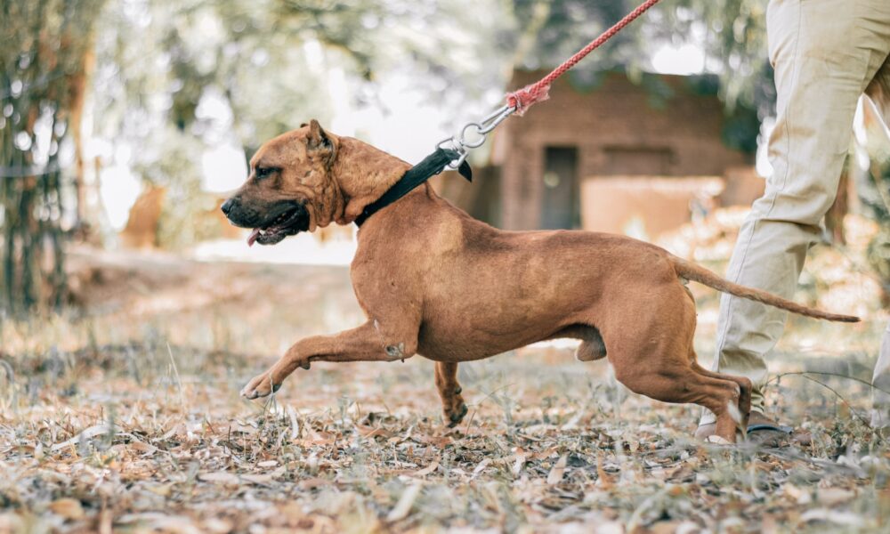 9 Tips How To Train a Pitbull To Listen