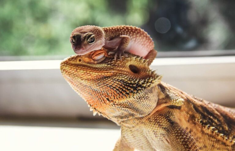 Lizard Diet 101: What Do Lizards Eat?