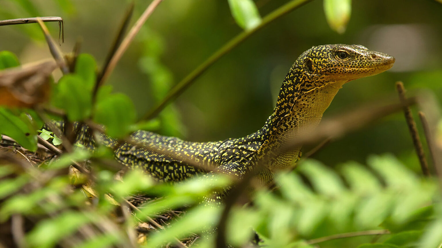 Lizard Diet 101: What Do Lizards Eat?