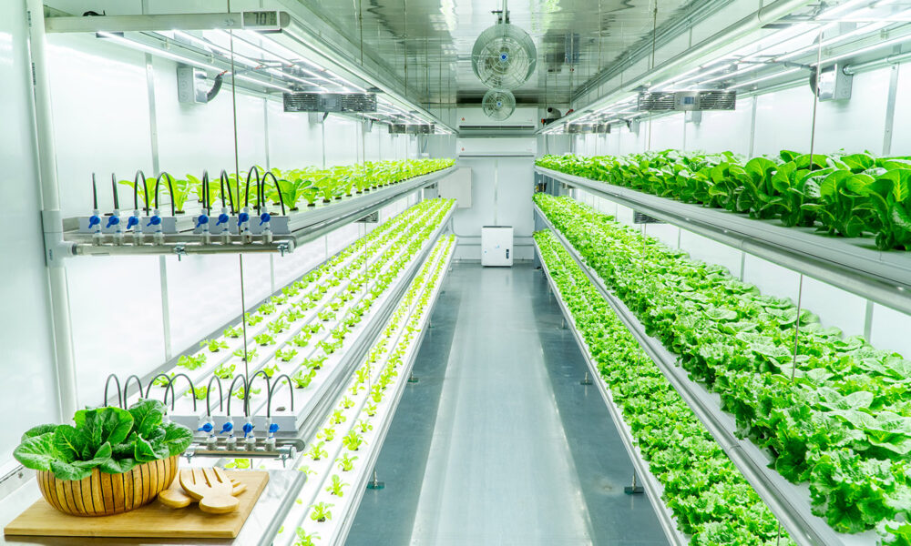 What is Hydroponic Farming? The key Difference Between Traditional and ...