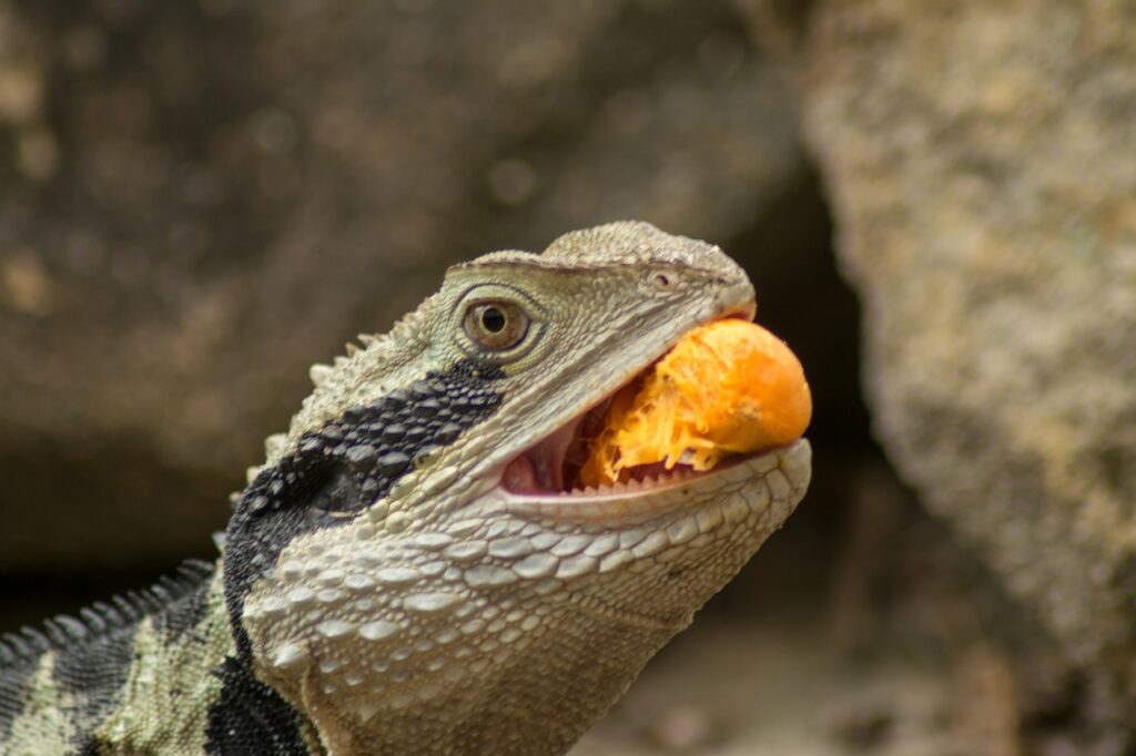 Lizard Diet 101: What Do Lizards Eat?