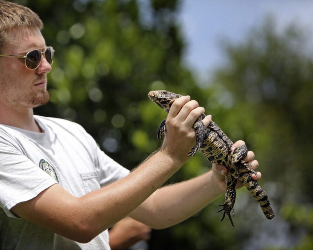 Lizard Diet 101: What Do Lizards Eat?