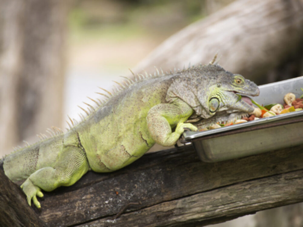 Lizard Diet 101: What Do Lizards Eat?