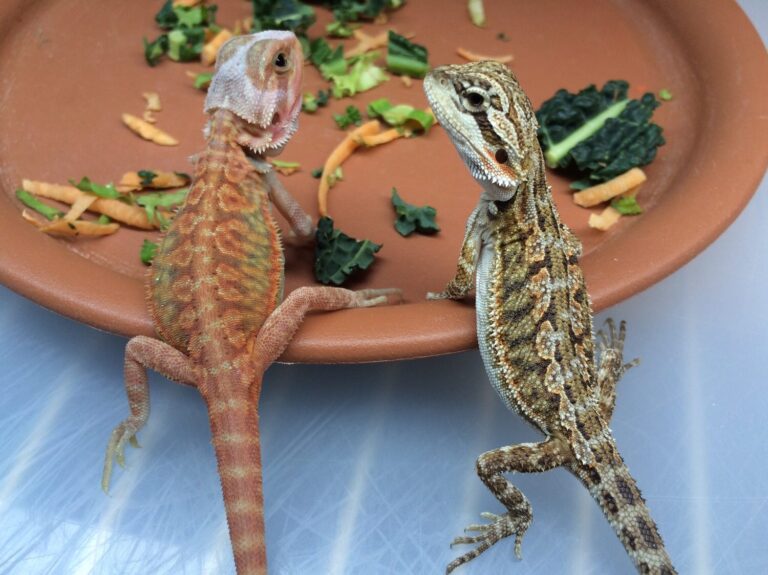 Lizard Diet 101: What Do Lizards Eat?