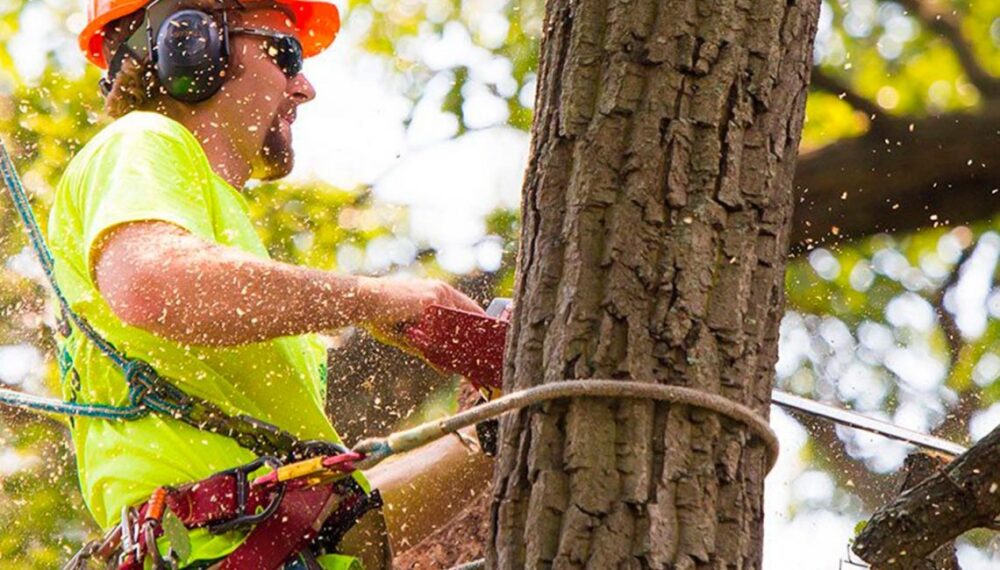 4 Different Types Of Tree Removal - Know About Them Before Hiring A ...
