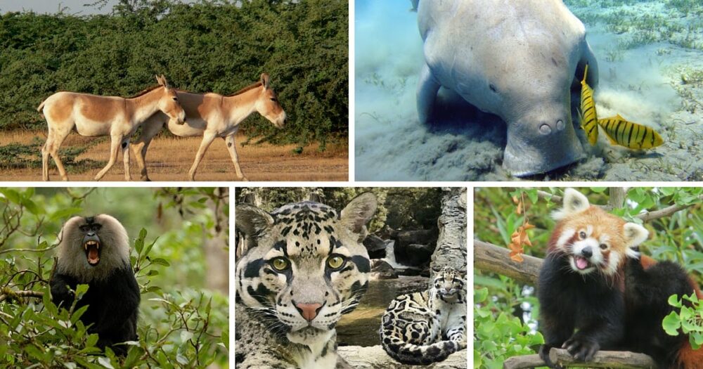 Endangered vs. Threatened Species: What's the Difference