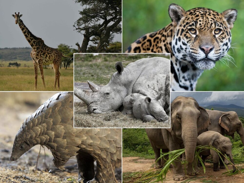 Endangered vs. Threatened Species: What's the Difference