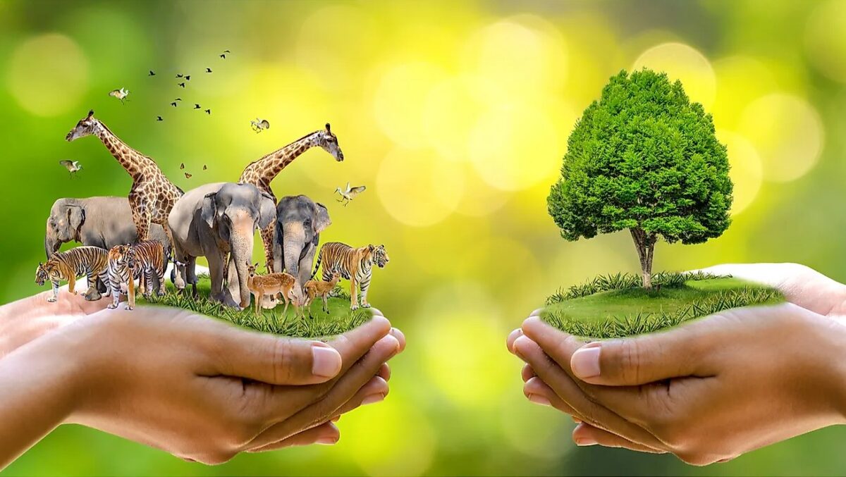 Endangered vs. Threatened Species: What's the Difference