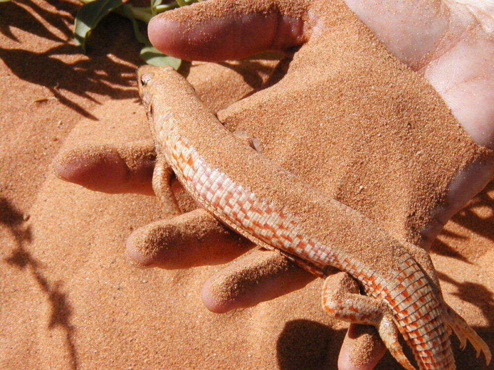 Dubai's Fauna: Interesting Species