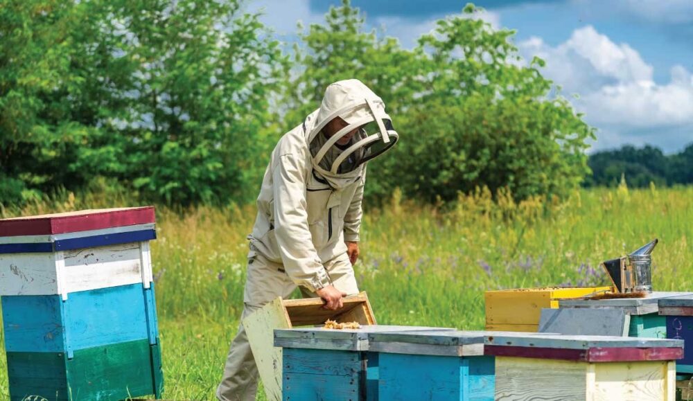 What Are The Benefits Of Beekeeping?