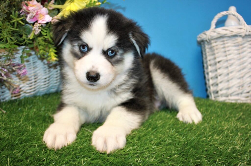 Top 5 Most Unique Dog Breeds in the World