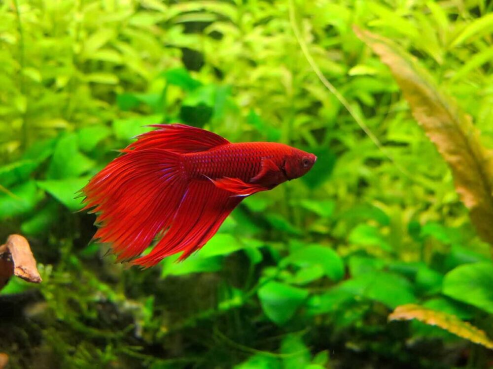 How To Create and Maintain A Stunning Betta Fish Tank?