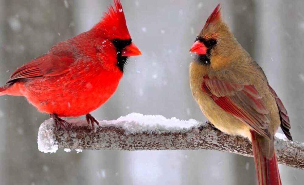 The Cardinal in Christian Folklore and Superstitions