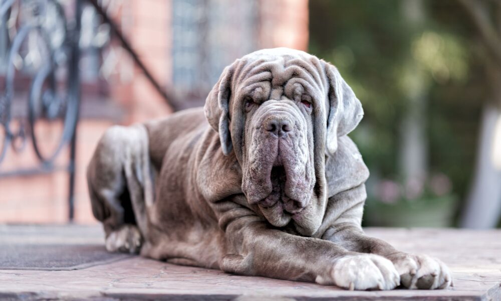 The History and Characteristics of Italian Dog Breeds ─ 10 Things to Know