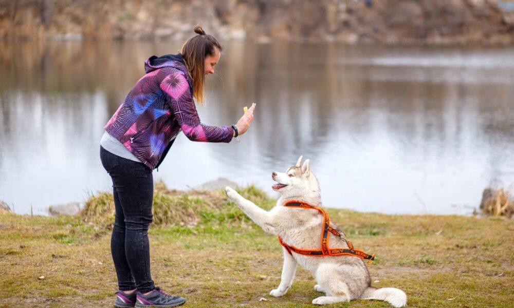 Breaking Bad Habits: How Obedience Training Can Improve Your Dog’s Behavior