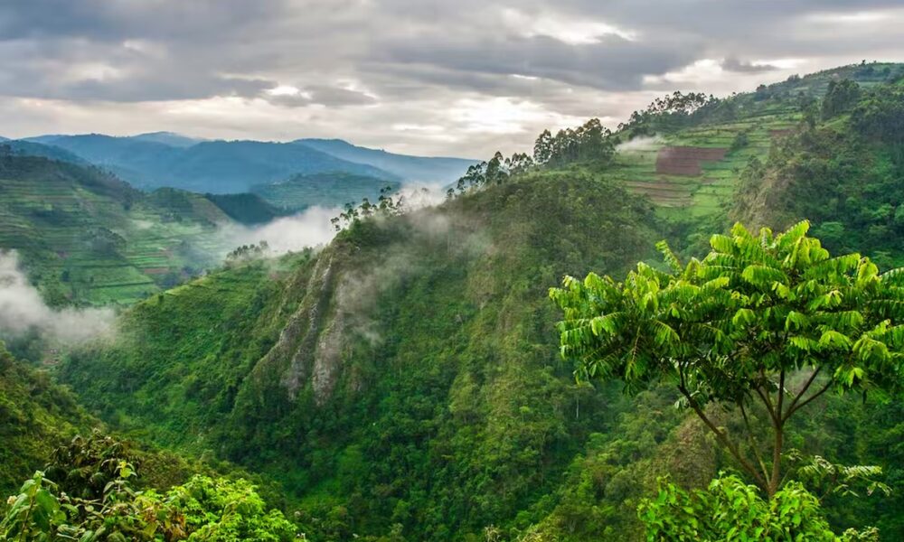 Exploring The Impenetrable Forest of Uganda In 2024