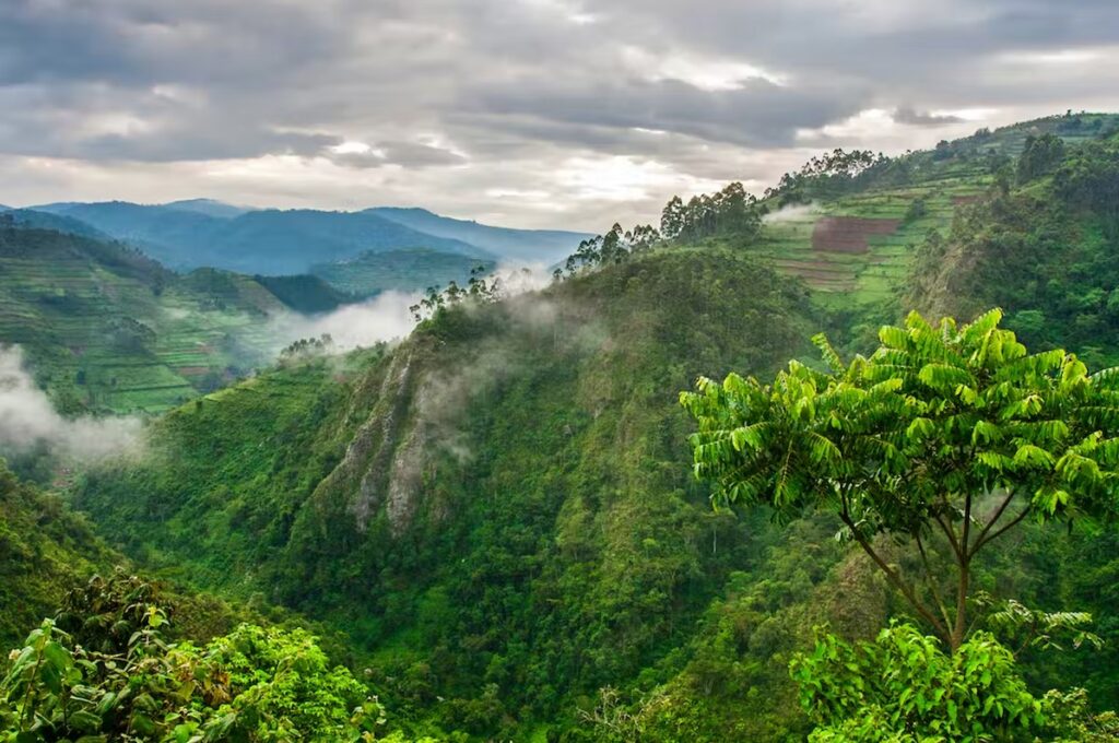 Exploring The Impenetrable Forest of Uganda In 2024