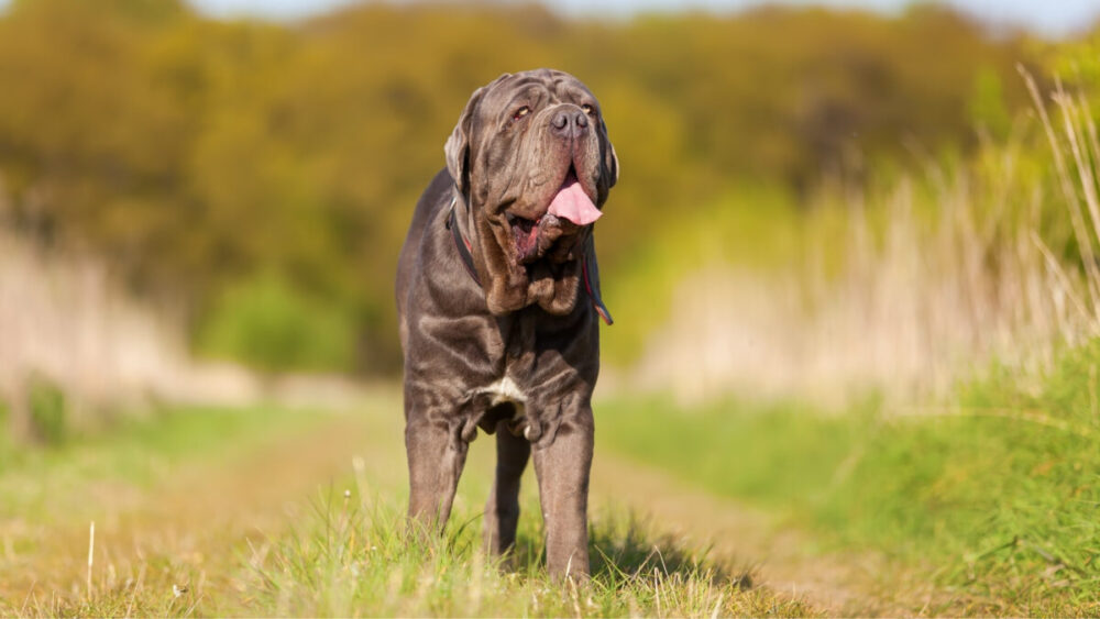 The History and Characteristics of Italian Dog Breeds ─ 10 Things to Know