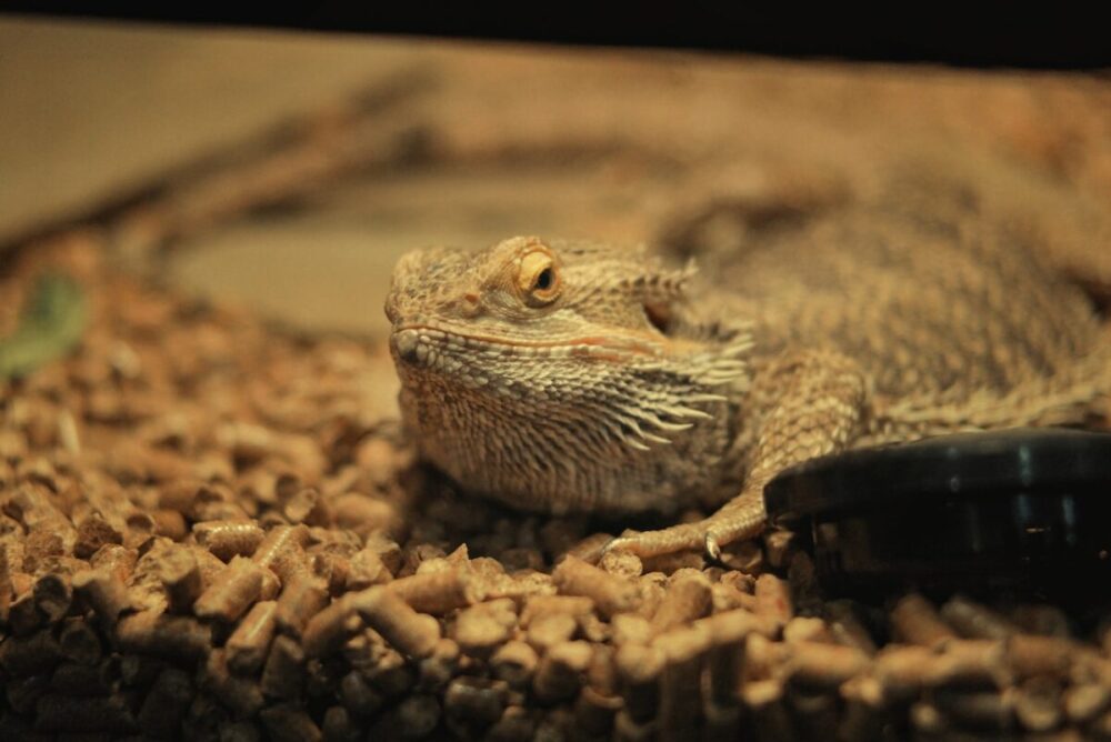 What Do I Need for a Bearded Dragon Setup?