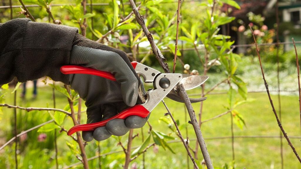 Pruning for Aesthetic Appeal: How to Shape Your Garden for Visual ...